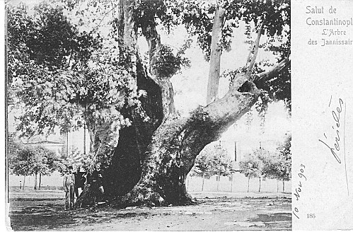 The Ottomans’ Trees | Jason Goodwin